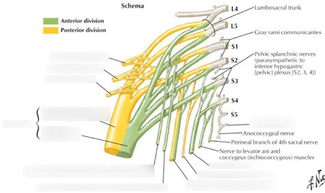 Nerves Of The Sacral Plexus Diagram Quizlet