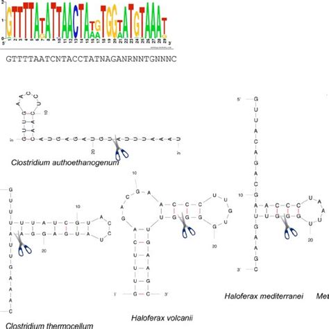Crispr Spacer Targeting Of C Difficile Phages The Crispr Spacer Hits Download Scientific
