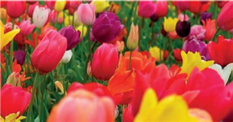 Discrete Tomography For Integer Valued Functions Leiden University