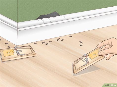 How Do Exterminators Get Rid Of Mice 4 Effective Methods