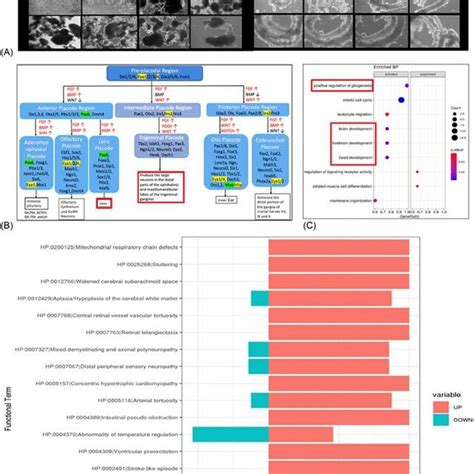 1 Sox10 Expression And Regulation Network During Neural Crest Cell Download Scientific Diagram