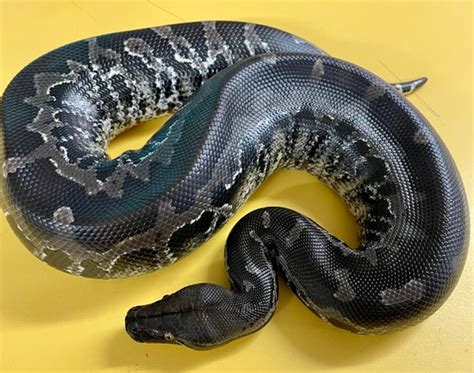 Black Sumatran Sumatran Short Tailed Python By 616 Serpents
