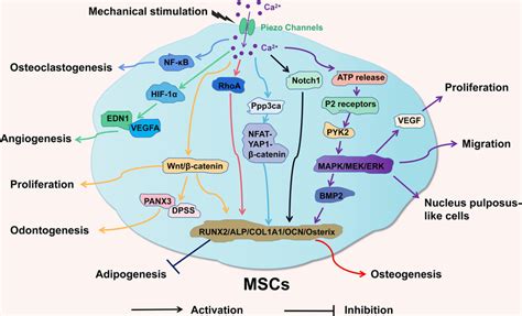 Schematic Diagram Of The Effects Of Intracellular Signaling Pathways Download Scientific