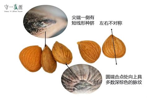 中药鉴定 脱了马甲的桃仁和苦杏仁你还会分吗 鉴别