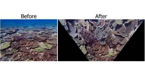 New Algorithm Solves Century Old Problem For Coral Reef Scientists Environment Coastal And Offshore