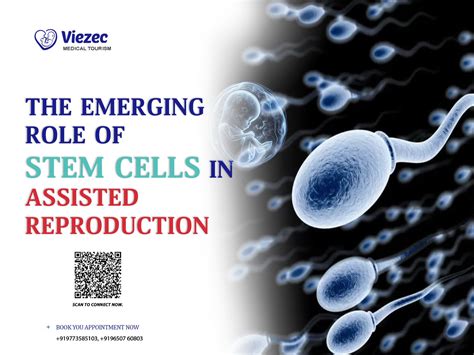 Stem Cells In Assisted Reproduction Revolutionizing Fertility Treatments