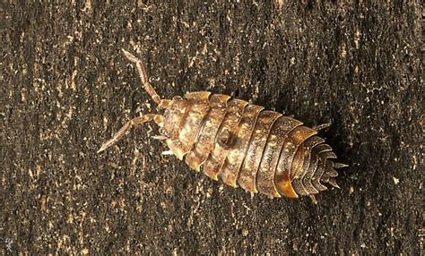 Crustacea Isopoda Bugguidenet