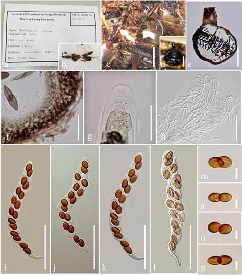 Delitschia Didyma Facesoffungi Number Fof 08204 Faces Of Fungi