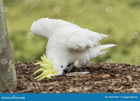 Sulphur Crested Cockatoo In Australia Stock Image Image Of Avian