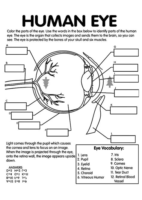 Eye Anatomy Worksheets