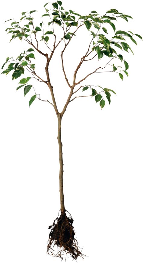 Download Tree PNG Image For Free Download Tree PNG Image For Free