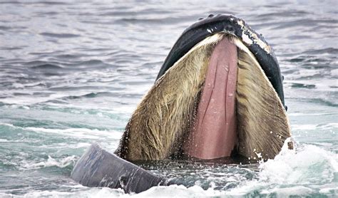 Not So Nice New Study Finds Baleen Whales Were Once Biters