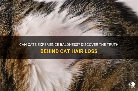 Can Cats Experience Baldness Discover The Truth Behind Cat Hair Loss