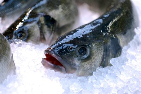 Principaux Poissons Deau De Mer Pratiquefr