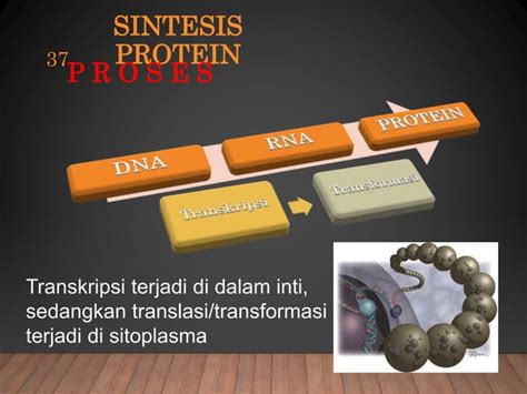 Protein Sintesis Protein Metabolisme Protein Blok 6 2021 Pptx