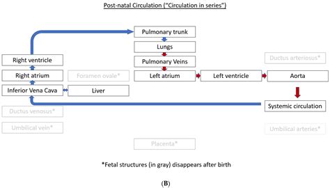 Clinical Maternal Hyperoxygenation Protocol Encyclopedia Mdpi