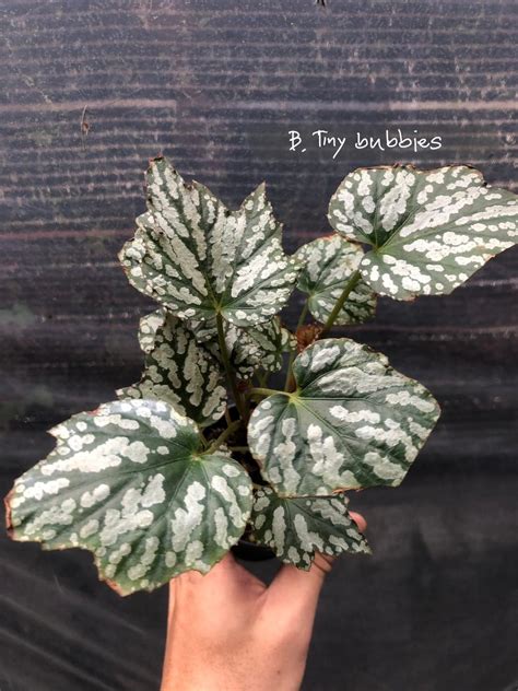 Tiny Bubbies Exoticflora Emporium