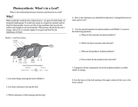 Whats In A Leaf Lecture Notes Biology Docsity Worksheets Library