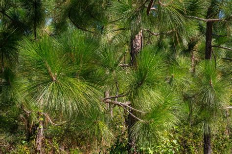 Stand Highlight C72 Longleaf Pine Page 6 Duke Forest