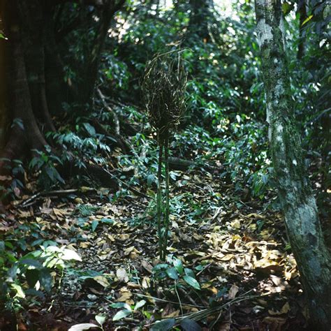 Upside Down Trees Terminal Transmissions Holtsmithson Foundation