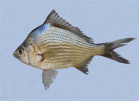 Streaked Mojarra Mexican