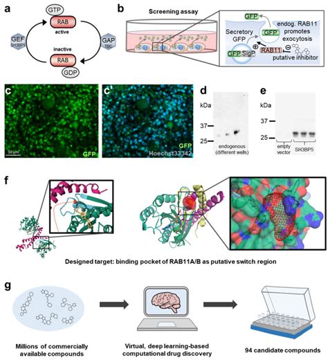 Discovery Of A Small Molecule With An Inhibitory Role For Rab11 Pmc