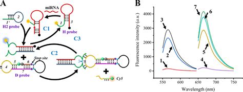 Figure 1 From Catalytic Assembly Of Dnazyme Integrates With Primer