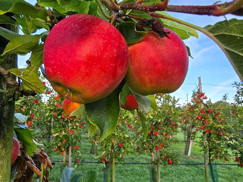 Jezus Vinexplore Samenwerkende Kerken Leidsche Rijn Facebook