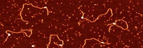 Slider Afm Replication 1 Fernando Moreno Herrero Lab