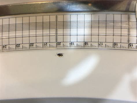 집안에서 무는 벌레 모기 벼룩 개미 먹파리 네이버 블로그