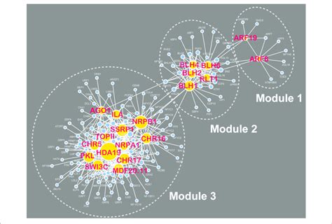 A Hierarchical Network Of Functional Associations Between The Top 20