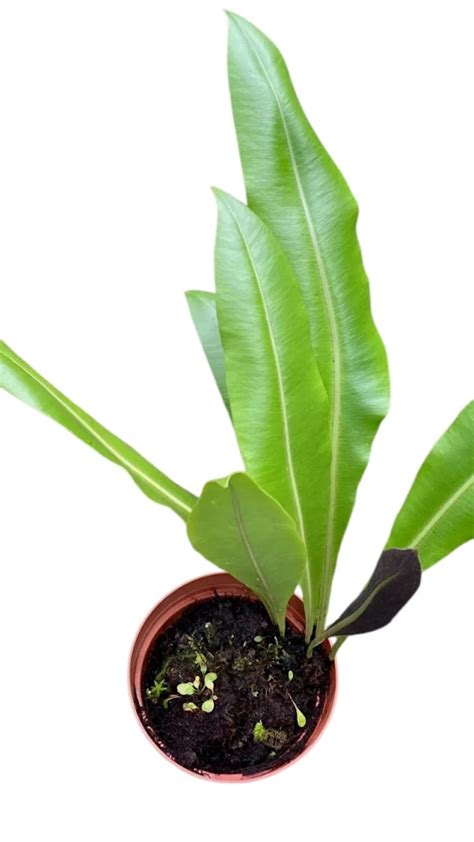 Asplenium Nidus Mundiflora