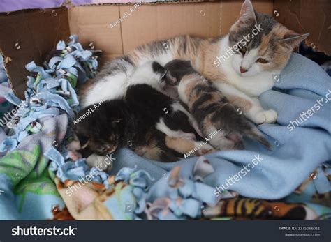 Small Tortoise Shell Images Stock Photos Vectors Shutterstock