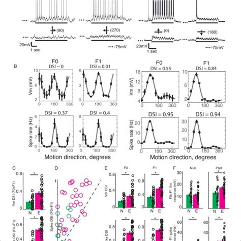 Developmental Increase In Direction Selectivity Of Membrane Potential Download Scientific
