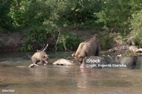 와일드 브라운 베어 고 3 새끼 곰입니다 가족 쿠릴 호수에서 낚시를 맺는 다 작은 곰 큰 생선 연어를 보유 하고있다 0명에 대한 스톡 사진 및 기타 이미지 Istock