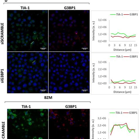 Knockdown Of G3bp1 Mrna By Sirna Reduces G3bp1 And Tia Protein Download Scientific Diagram