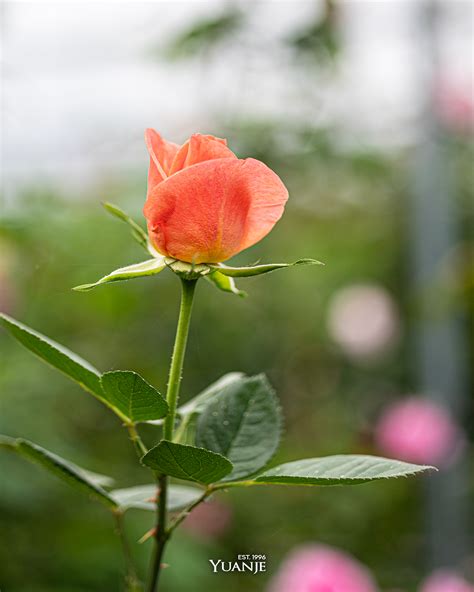 장미 유전자 데이터셋 Rna And Dna 염기서열 분석 유안재