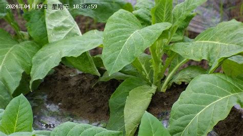 Yolo Object Detection Dataset By Yolo