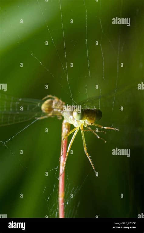 A Closeup Of Grasshopper And Spider With Spider Web Isolated In Green Nature Background Stock