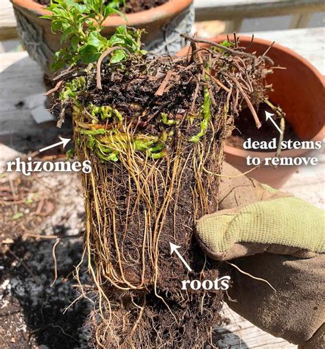 How To Transplant Mint Growing Mint In Pots