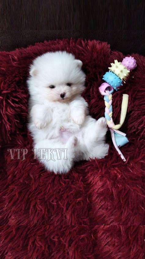 Vip Lekvi საუკეთესო ლეკვი საუკეთესო მინი ლეკვები Home