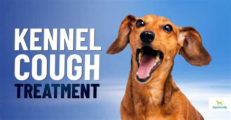 Kennel Cough Treatment Dogs Naturally