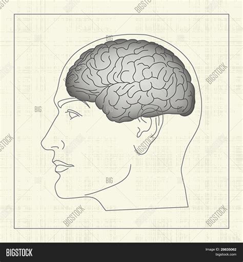 Dibujo De Perfil De Cabeza Humana