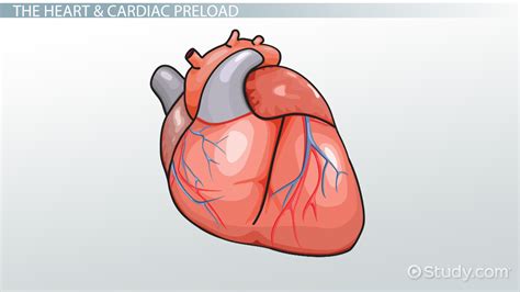 Cardiac Preload Definition Reduction Lesson Study Com