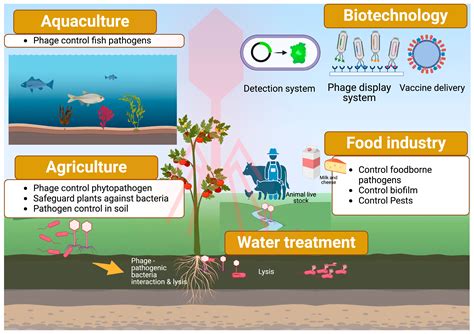 Exploring Bacteriophage Applications In Medicine And Beyond