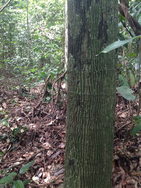 Ghana Kankun National Park Due South
