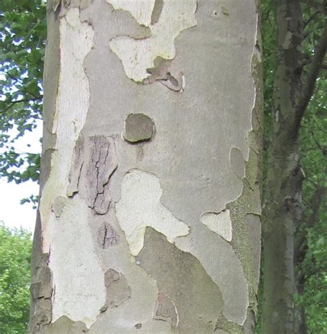 London Plane Tree Guide Uk London Plane Tree Identification