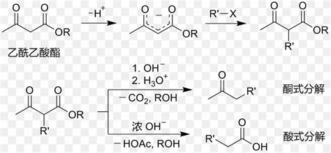 Acetoacetic Ester Synthesis Ethyl Acetoacetate Acetoacetic Acid Ethyl Acetate Png 1309x610px