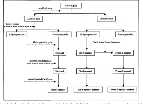 Lipoxygenase Pathway Semantic Scholar