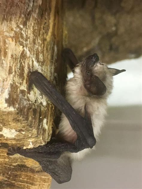 Bat Discover 900 Bats Oh My God Ideas On This Pinterest Board Bat
